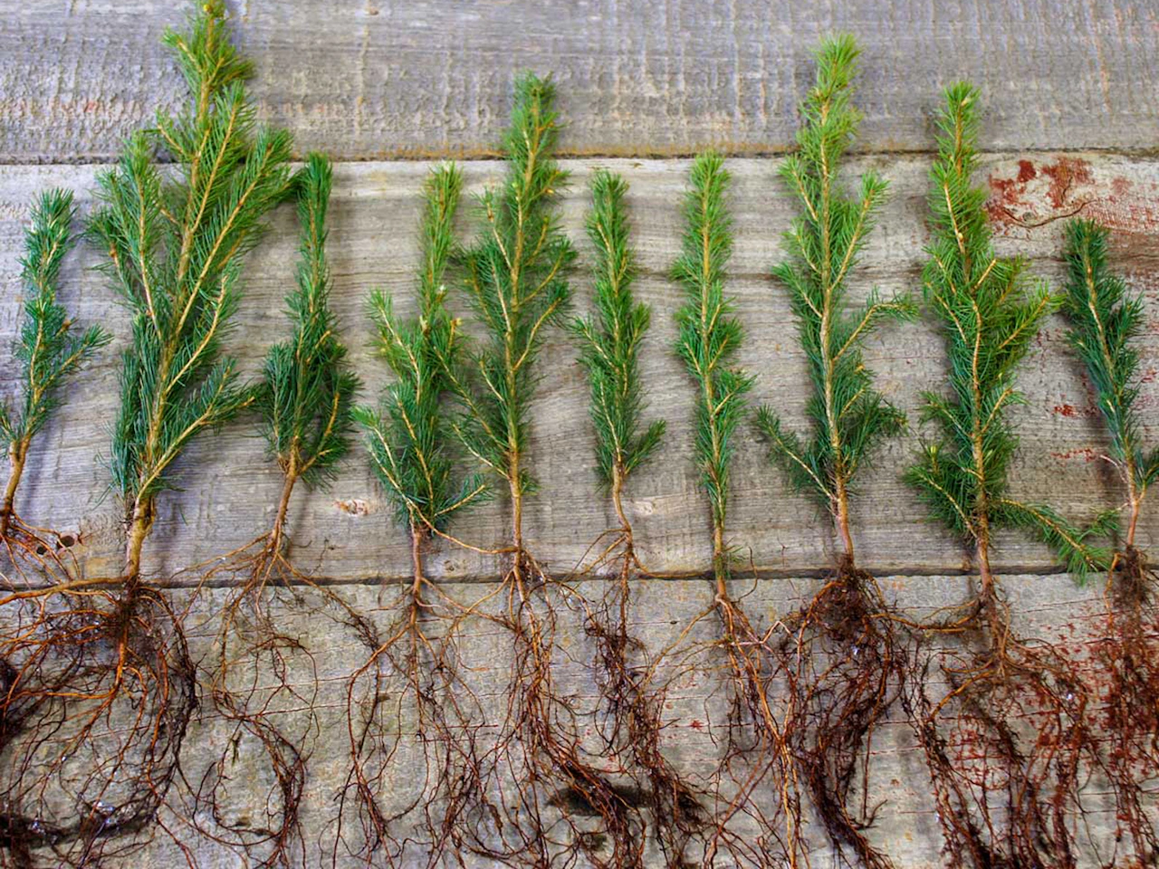 How to Get Free Trees in 2025 - The Krazy Coupon Lady