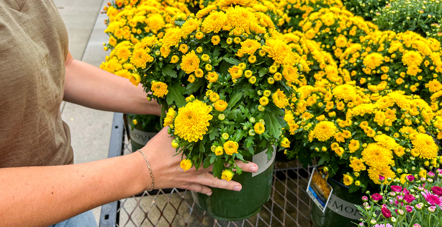 Cheapest Places to Buy Fall Mums in 2024 & Which to Skip - The Krazy ...