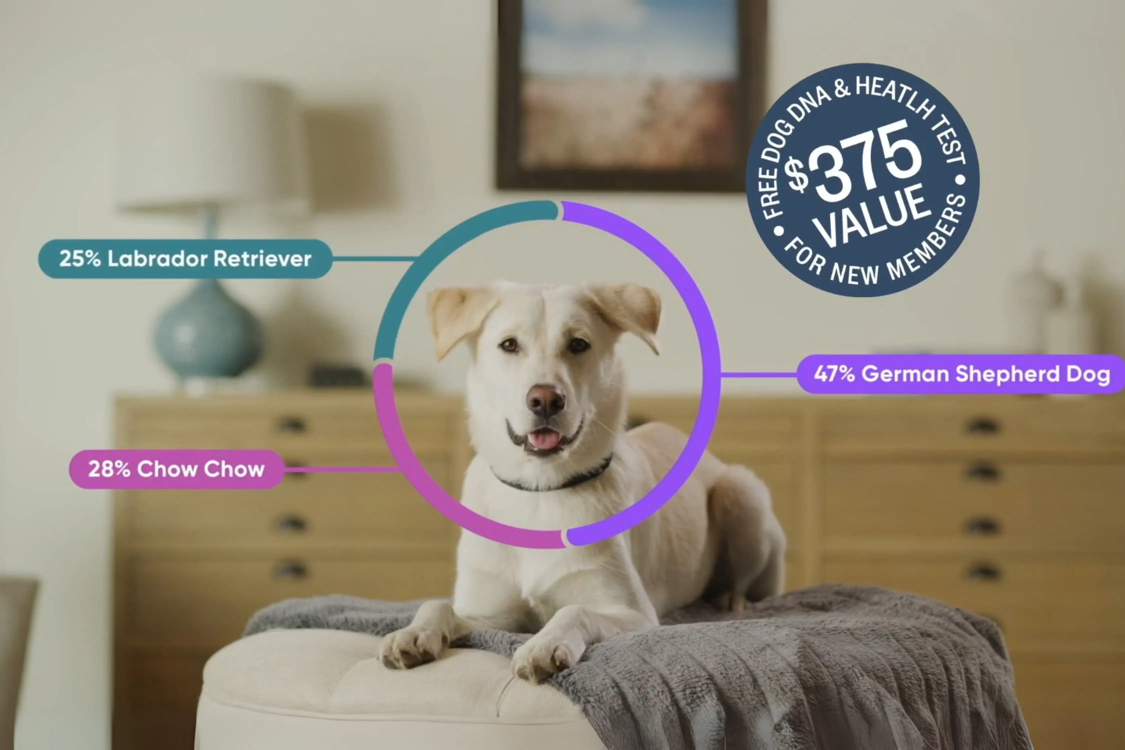 Free $199 Dog DNA Test — This Ollie Deal Could End Any Minute - The ...