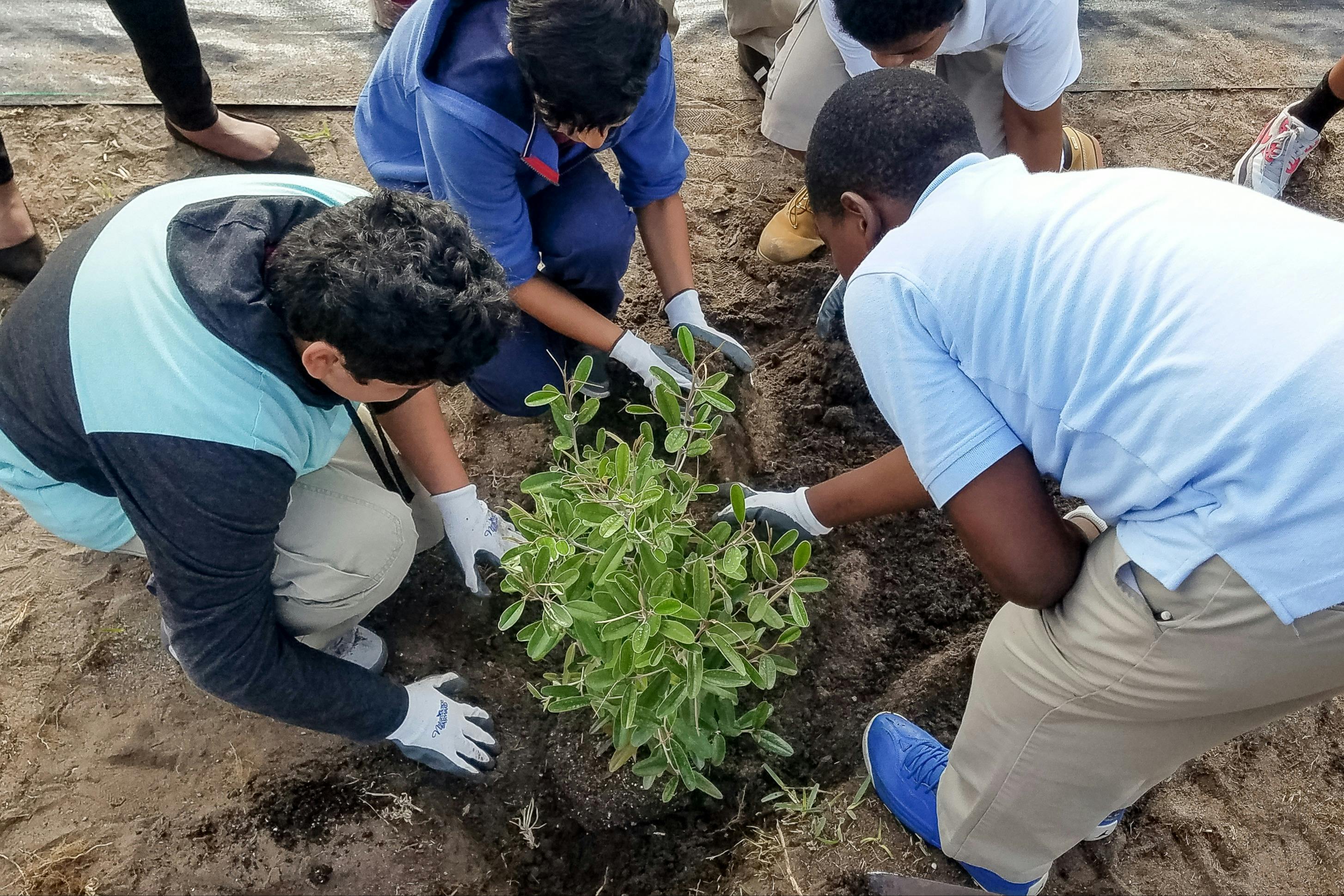 Here Are The Best Places to Get Free Trees in 2025 - The Krazy Coupon Lady