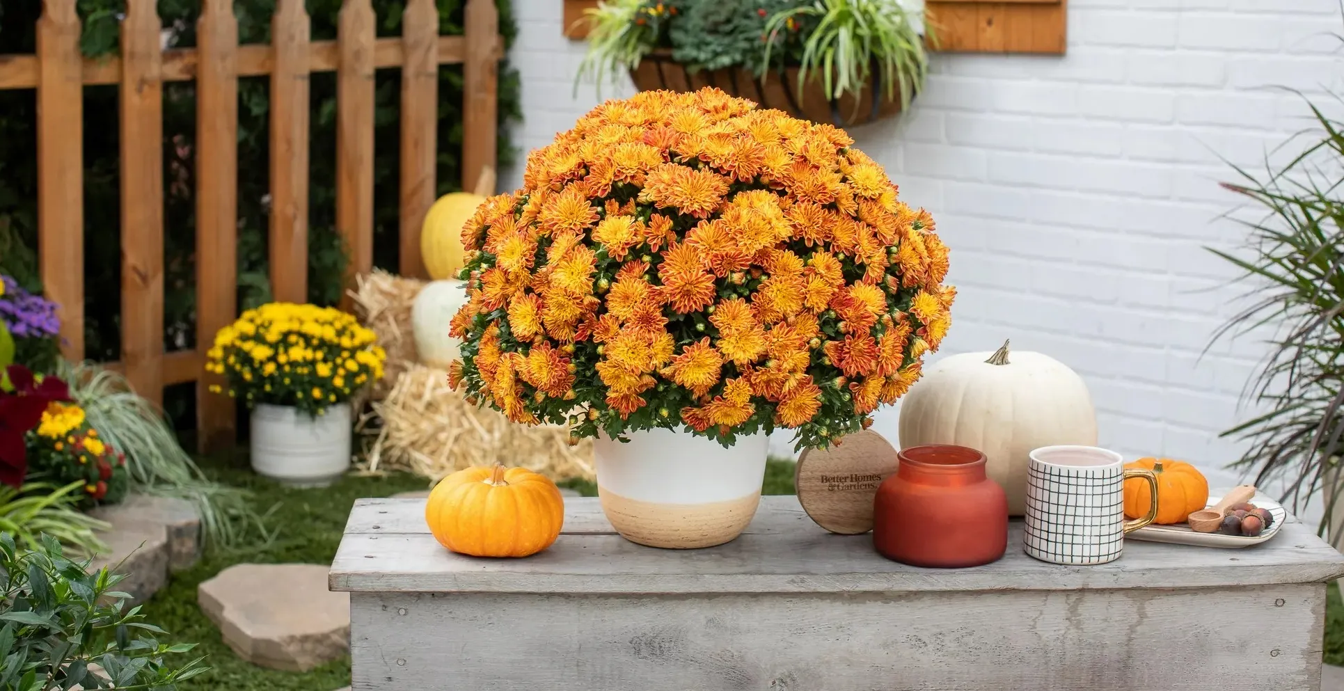 Pumpkin Spice Scented Mums Available at Walmart: Price & Details - The ...