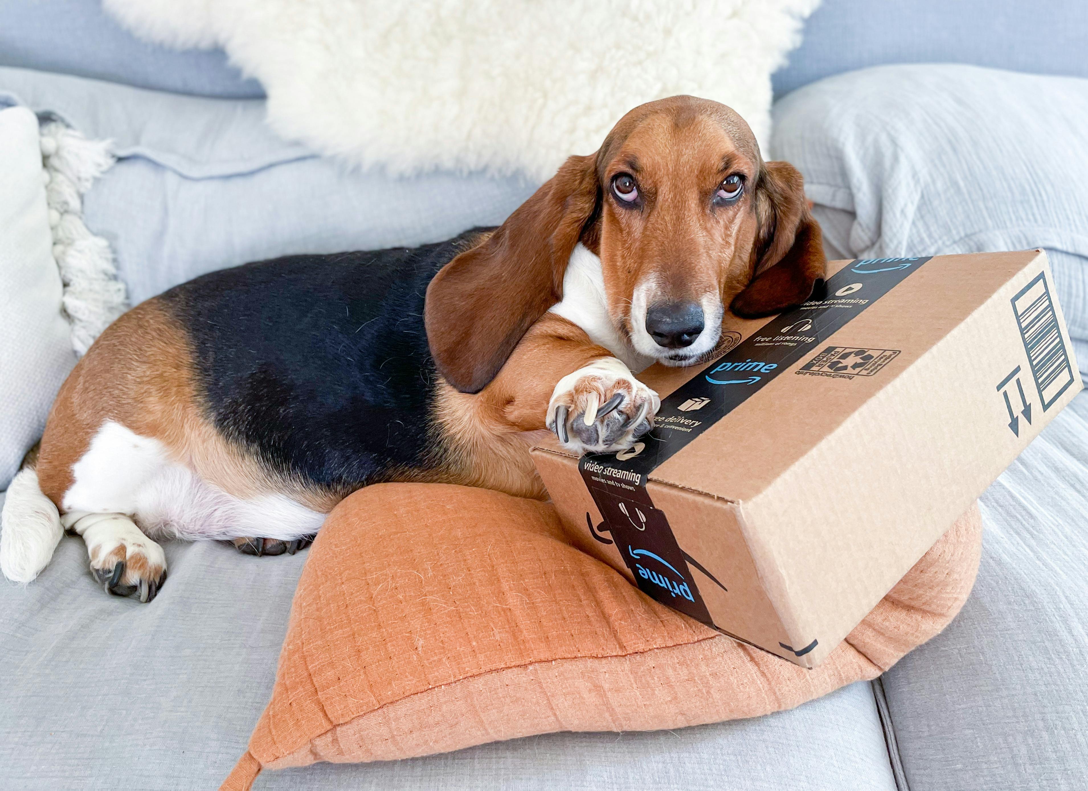 Amazon Pet Deals 2023: Save on Treats, Litter, and More - The Krazy ...
