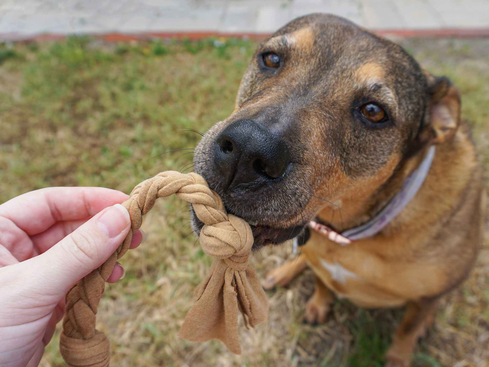 17 DIY Dog Toys: Cheap and Easy to Make Dog Toys - The Krazy Coupon Lady