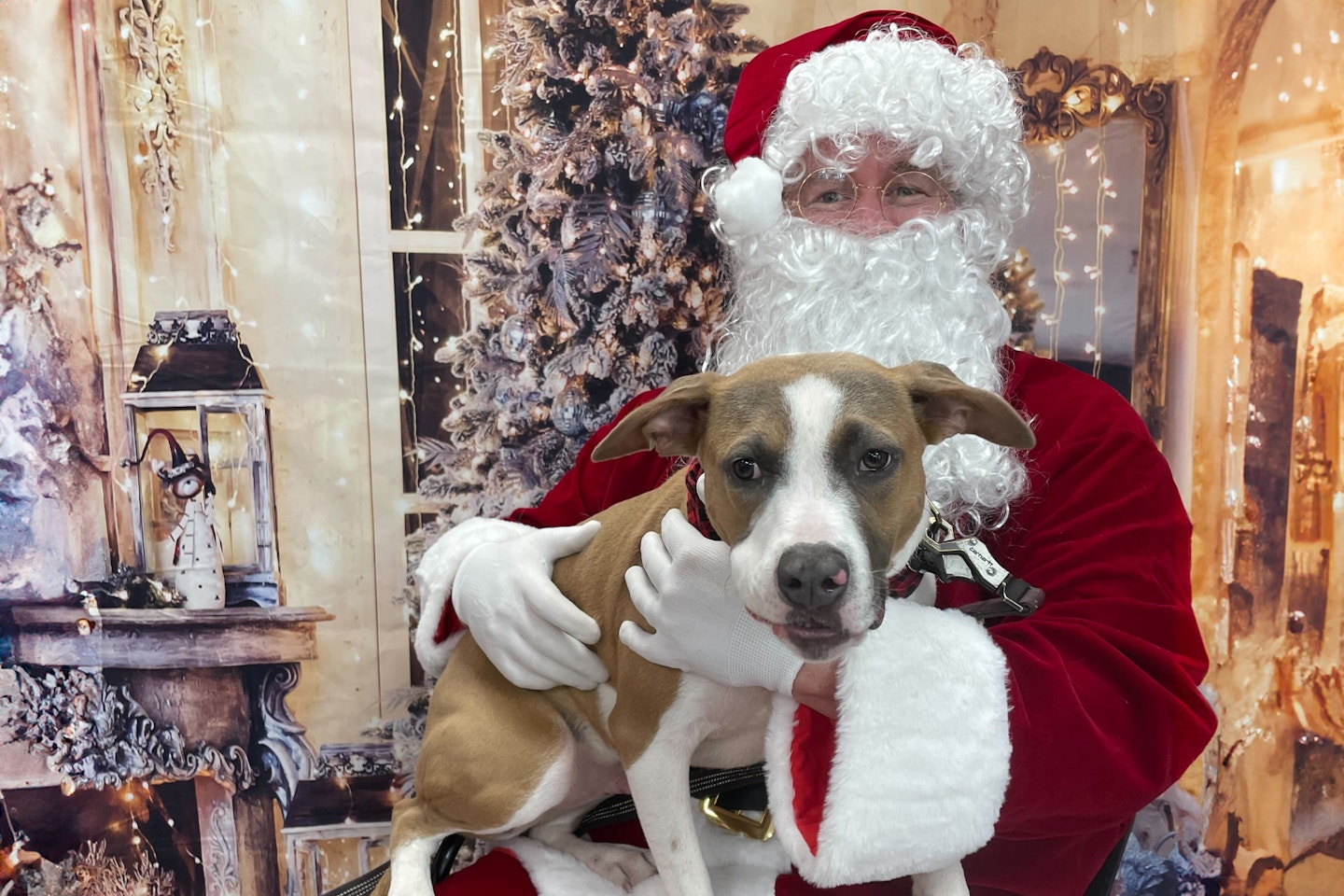 Pet Photos With Santa 2025: Where to Get FREE Pictures This Year - The ...