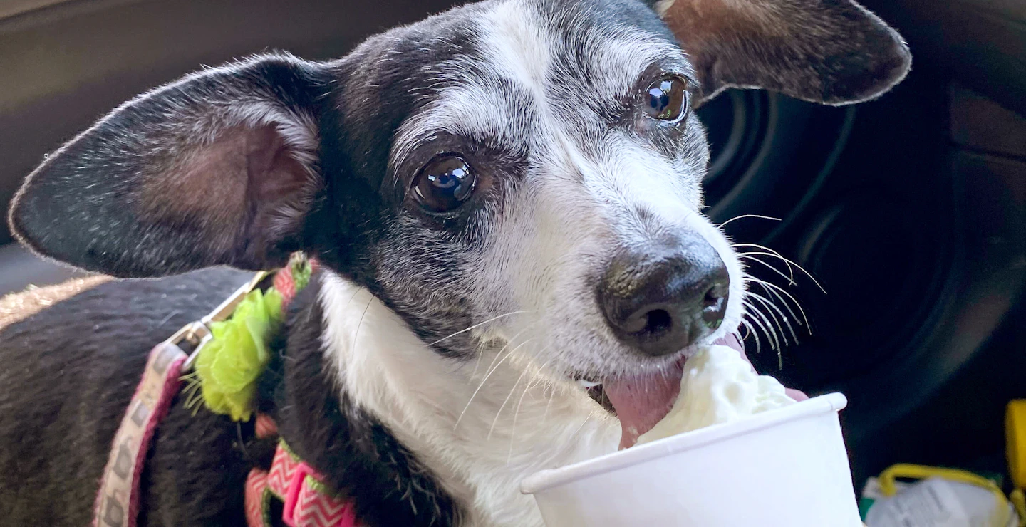 Find Free Pup Cups Near You: Restaurants That Give Free Treats for Dogs ...