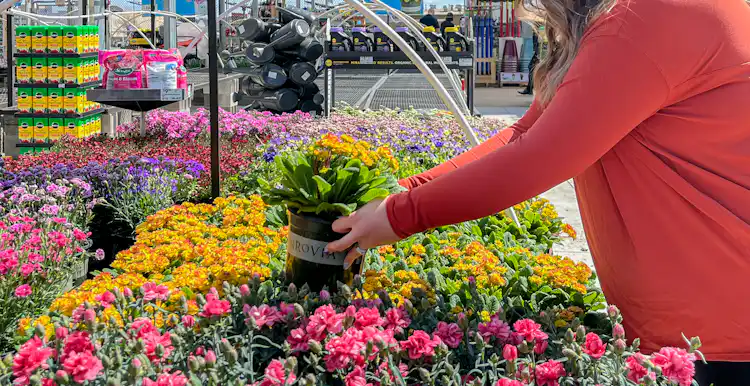 Lowe's SpringFest Sale: Deals, Dates & Strategies - The Krazy Coupon Lady