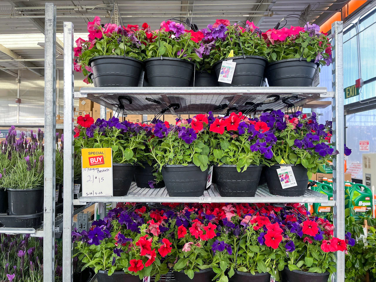 When Do Home Depot Plants Go on Sale? - The Krazy Coupon Lady