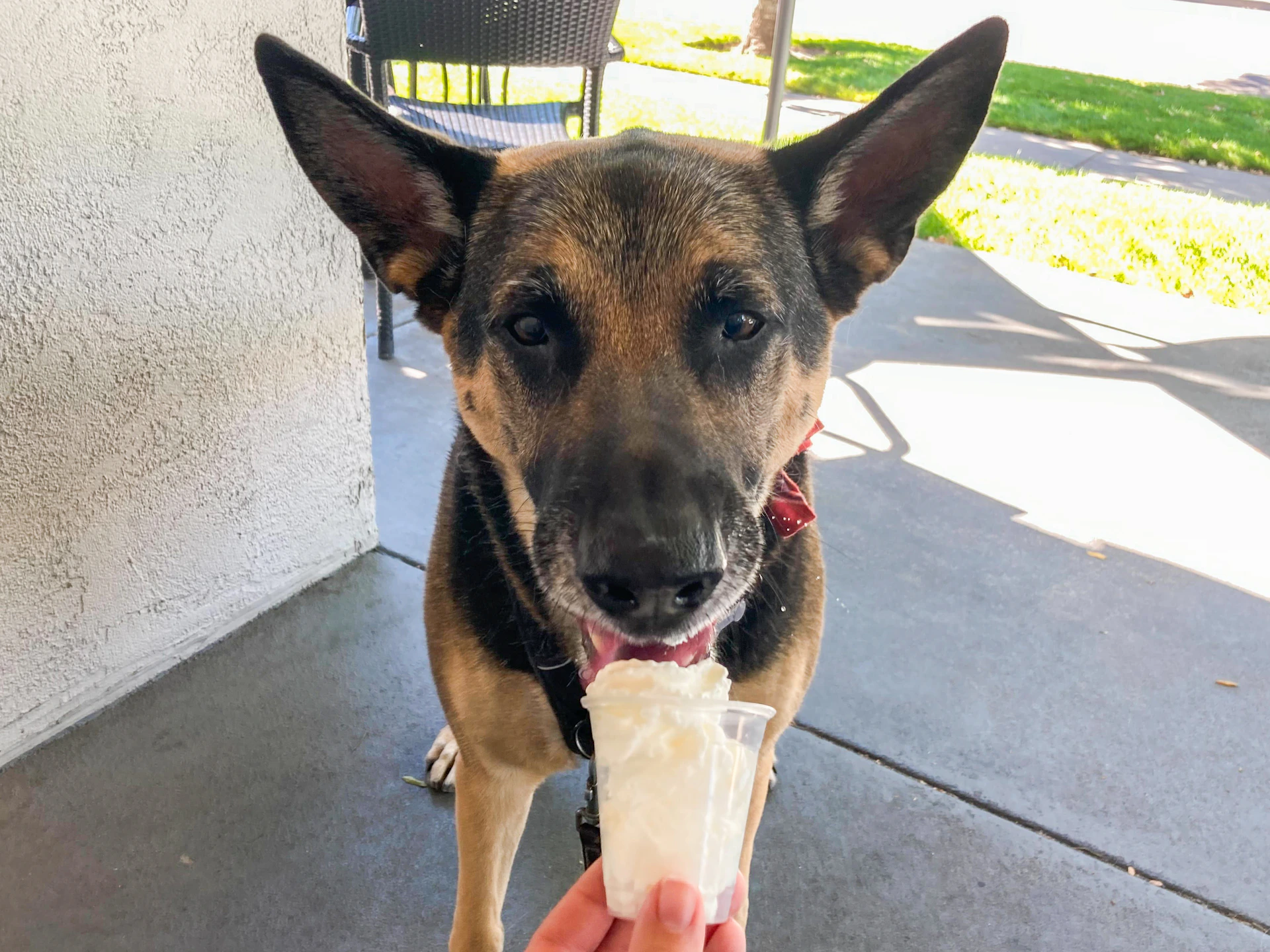 Find Free Pup Cups Near You: Restaurants That Give Free Treats for Dogs ...