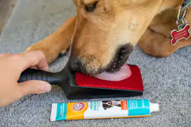 14 Brilliant DIY Dog Hacks That Owners Should Know - The Krazy Coupon Lady