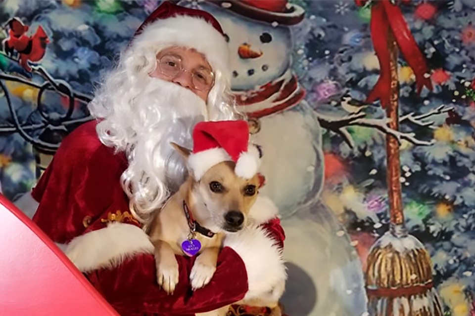 Pet Photos With Santa 2025: Where to Get FREE Pictures This Year - The ...